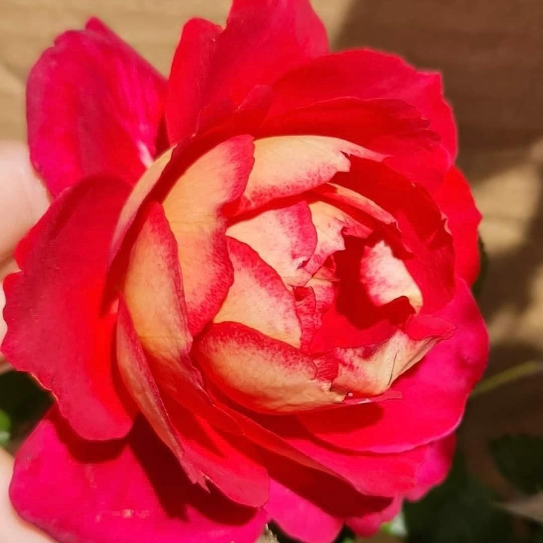 Introducing Docteurs Massad, a captivating rose that will elevate the ...