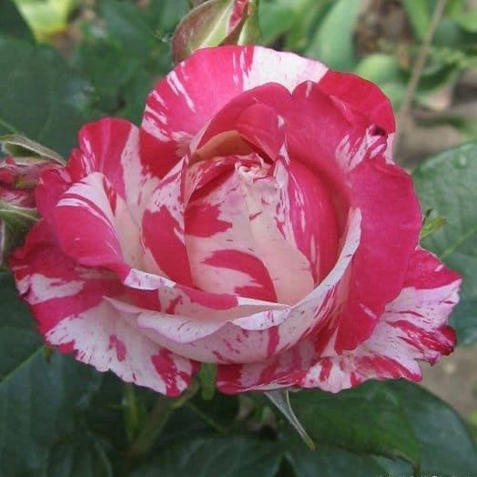 The magnificent Chaim Soutine Rose – SG Rose Corner