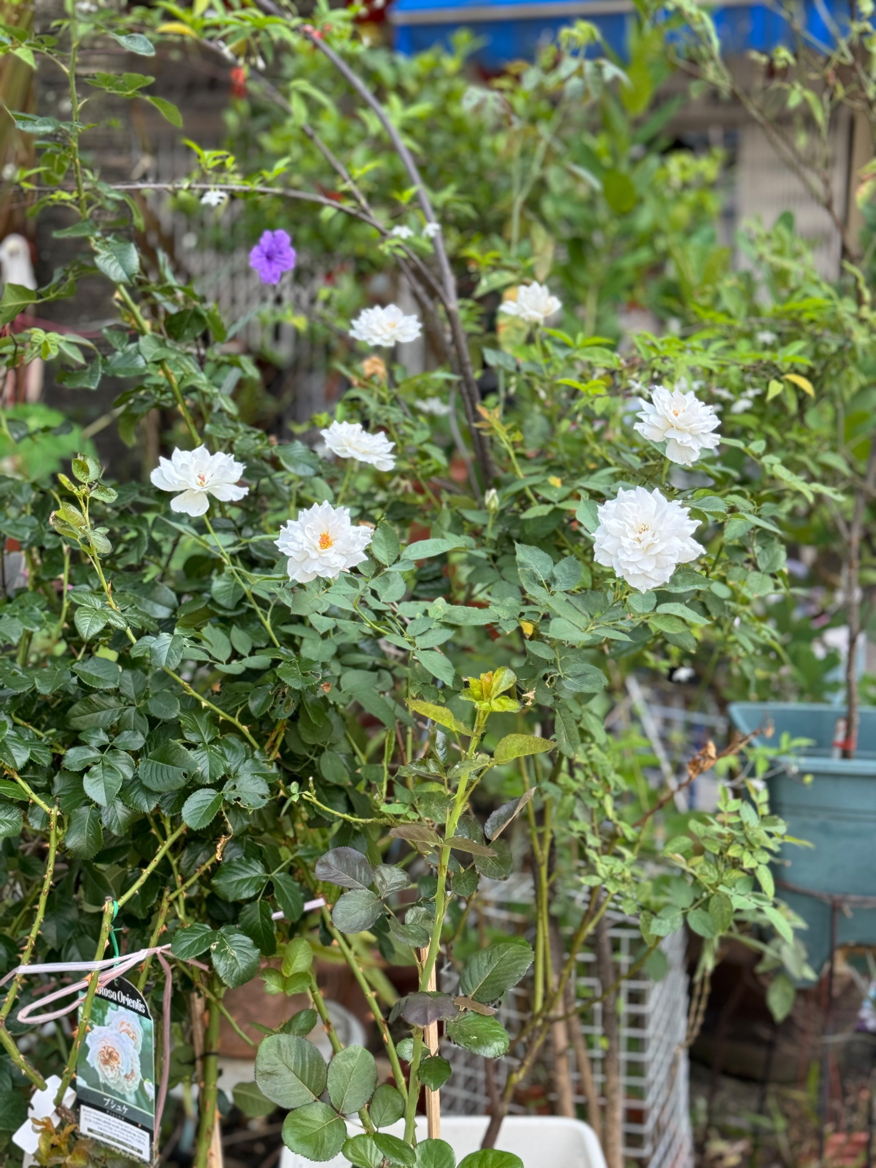 Reviving Beauty: The Journey of Gabriel's Rose – SG Rose Corner