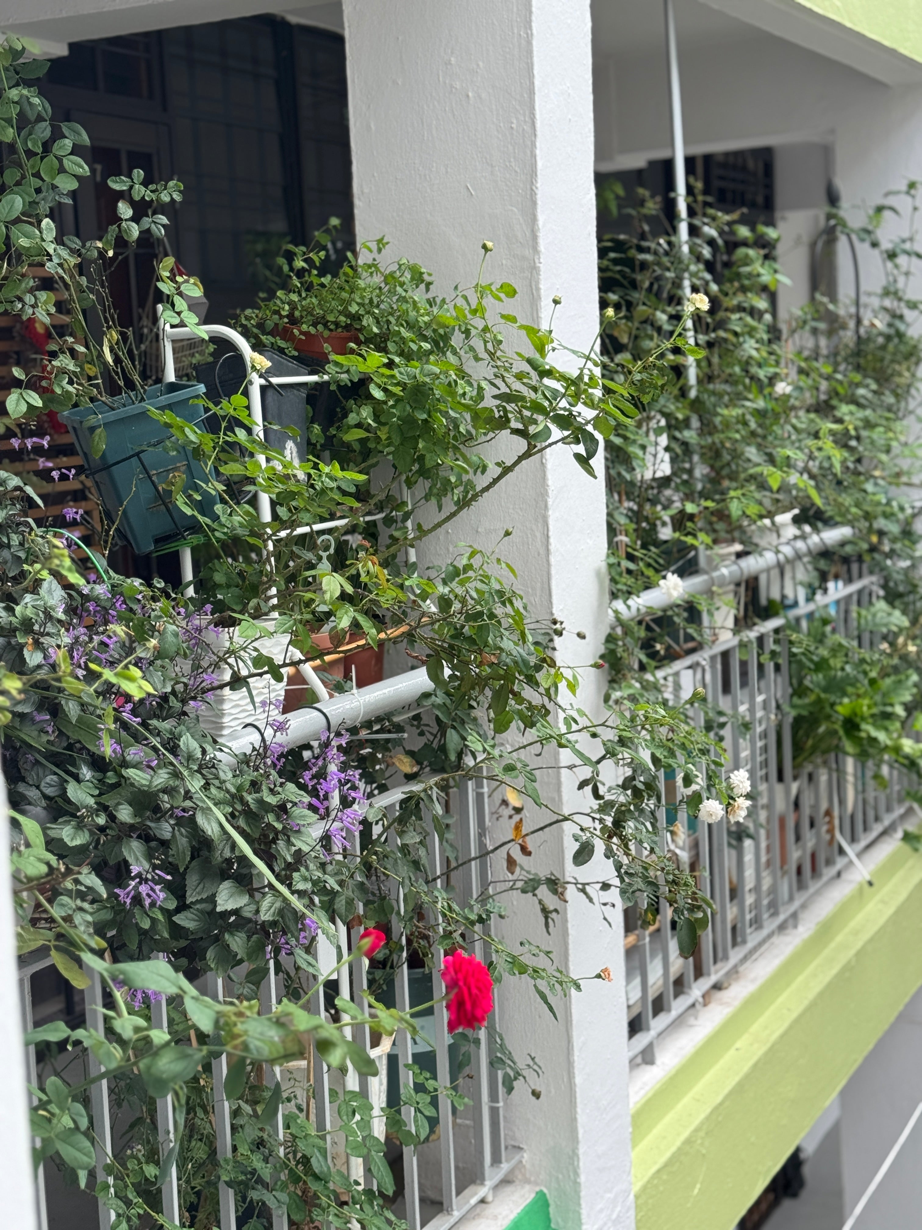 Thriving Roses Without Direct Sunlight: My Corridor Garden Surprise ...