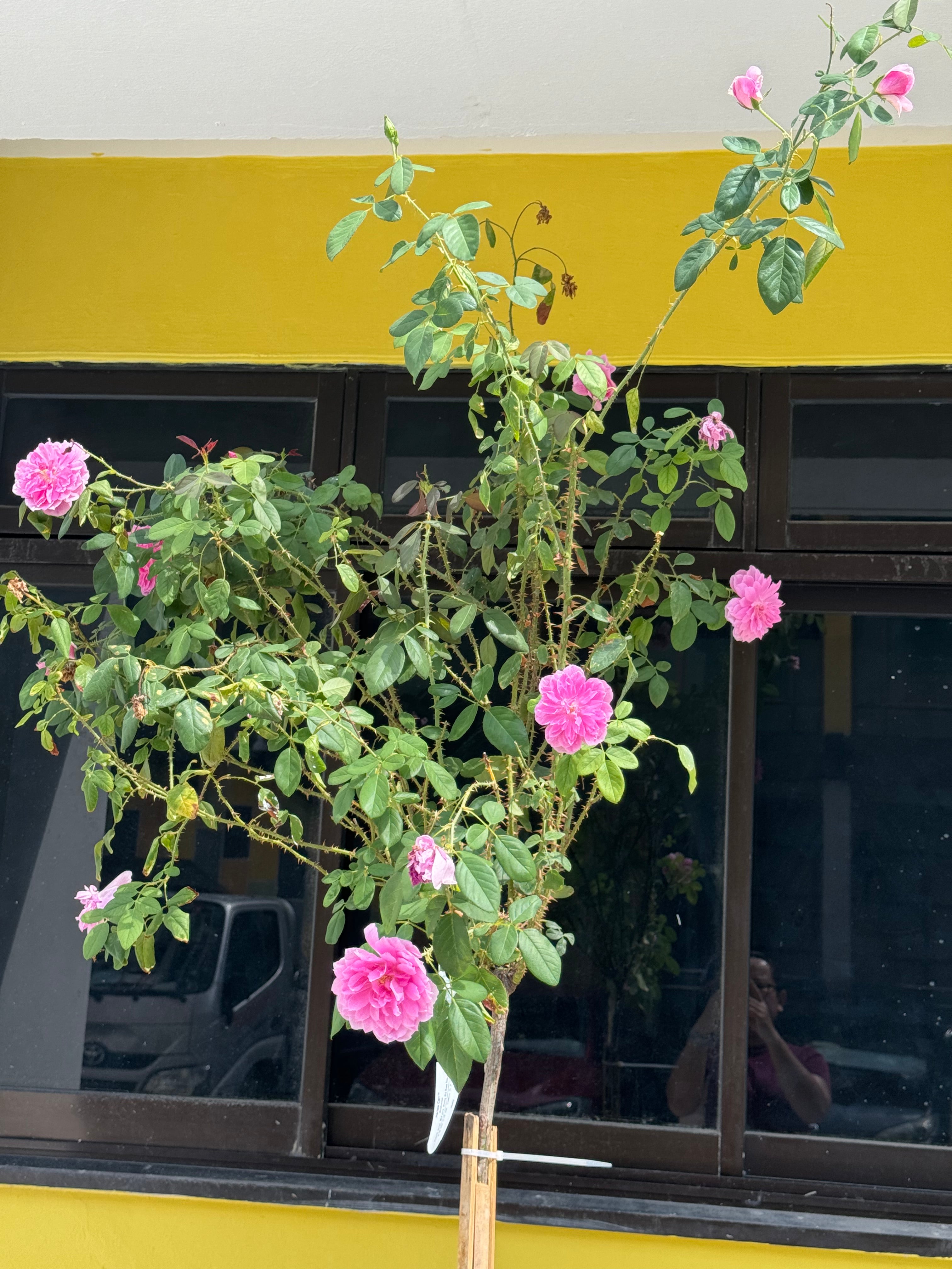 A suitable title for the product description of the Harlow Carr rose c ...