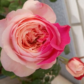 Tamaki – SG Rose Corner