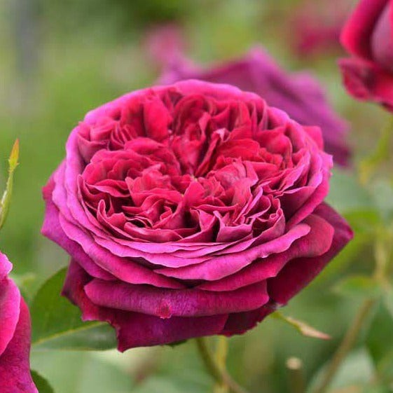 Easy Rose To Grow In Singapore Collection 1 – SG Rose Corner