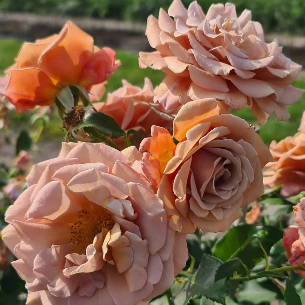Koko Loco - Floribunda Rose Plant – SG Rose Corner