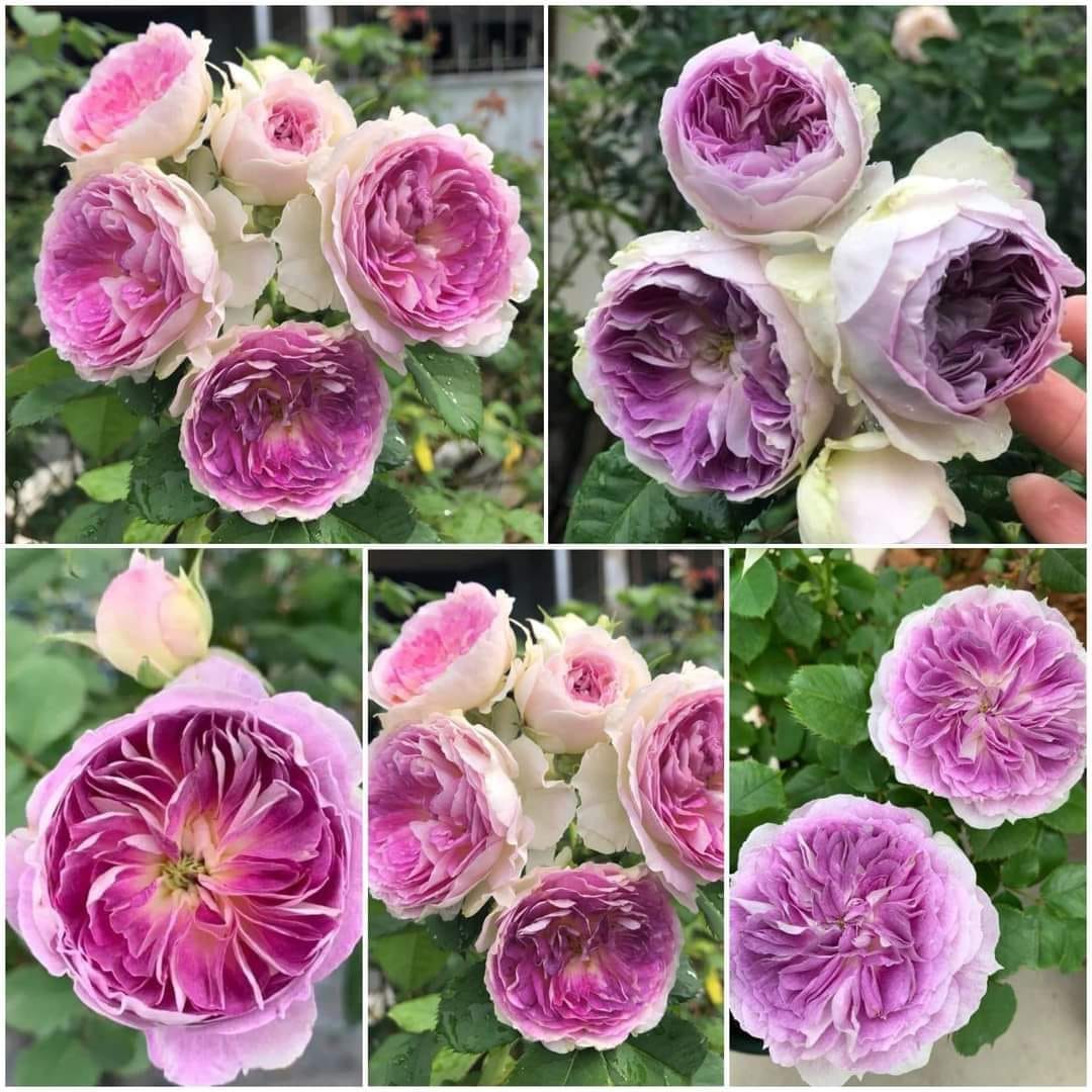 Blue Moonstone – SG Rose Corner