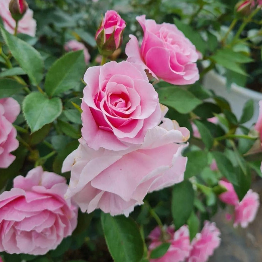 Carey Rose: Stunning Shrub with Elegant Appearance and Fruity Aroma ...