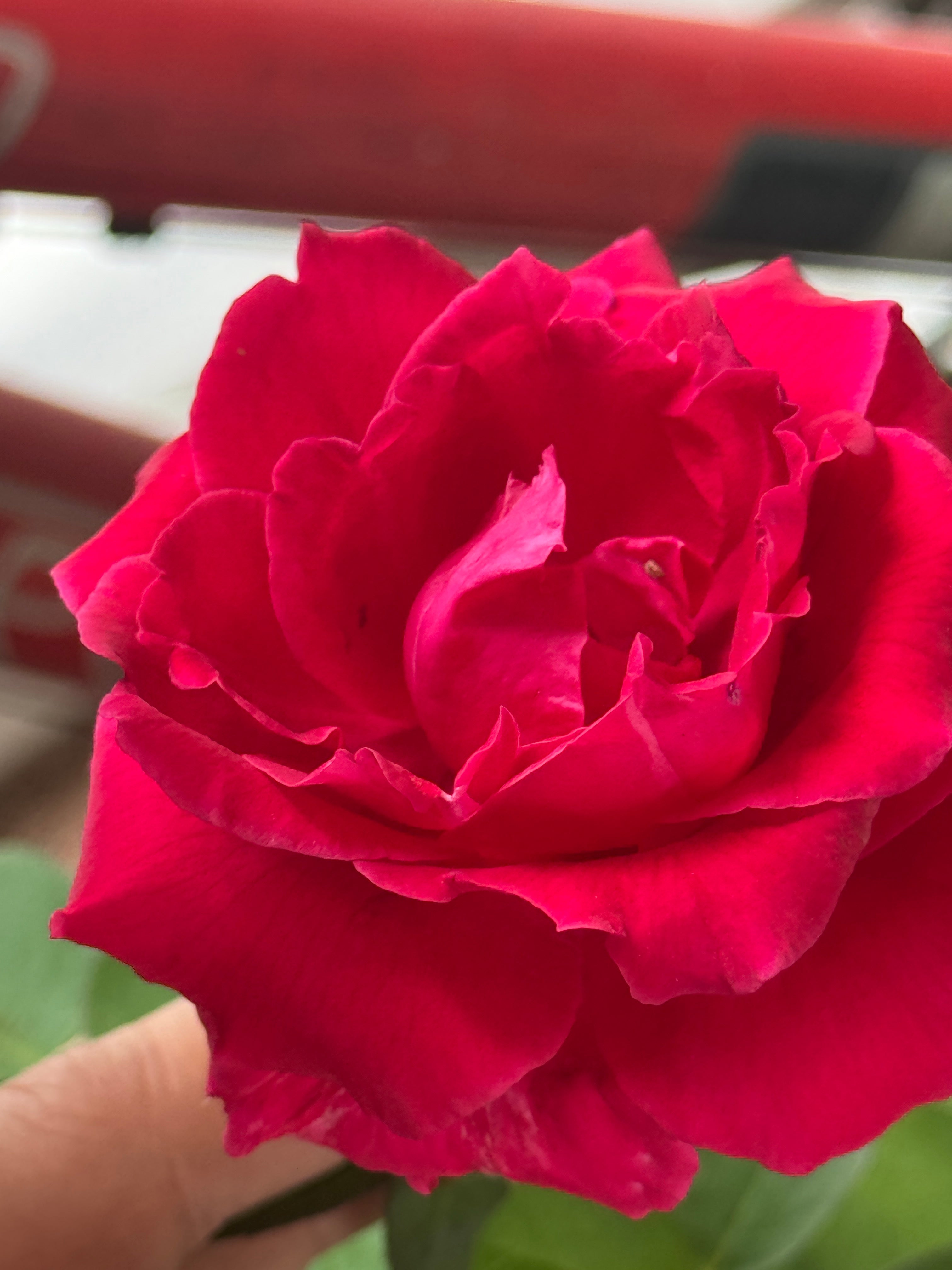Red Bird- Own Root Rose Plant – SG Rose Corner