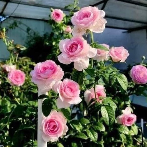 Heritage Rose - Delicate Shell-like Blooms with Captivating Myrrh Scent ...