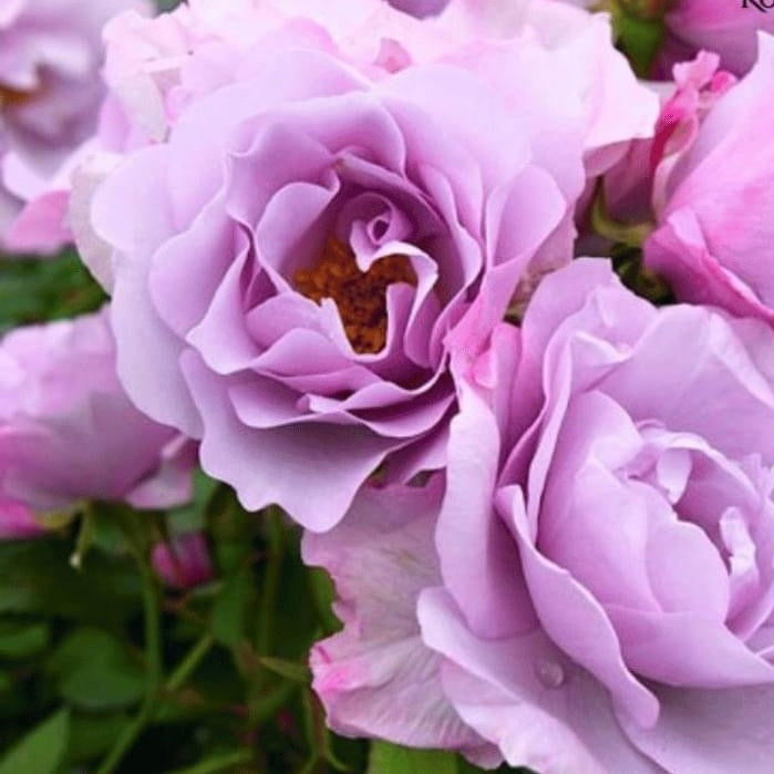 Heritage Rose - Delicate Shell-like Blooms with Captivating Myrrh Scent ...