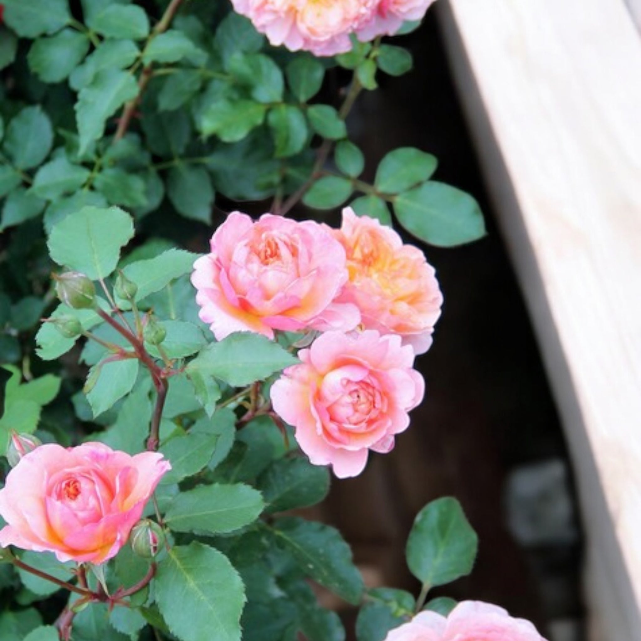 André Turcat- Own Root Rose Plant – SG Rose Corner