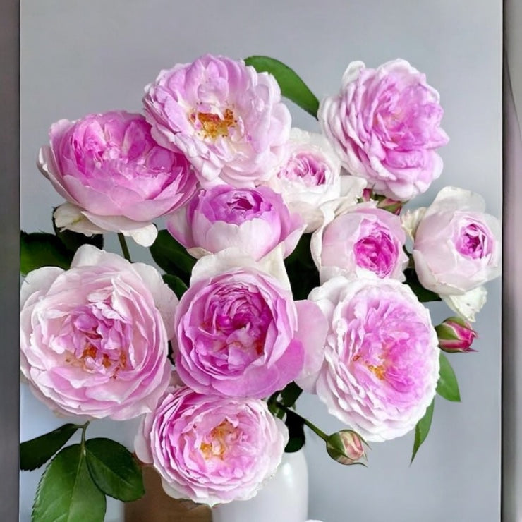 Vesalius – SG Rose Corner