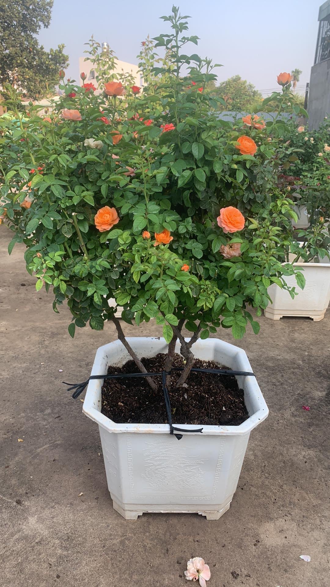 Juicy Terrazza Rose: Vibrant Orange Miniature Rose with Multiple Season ...