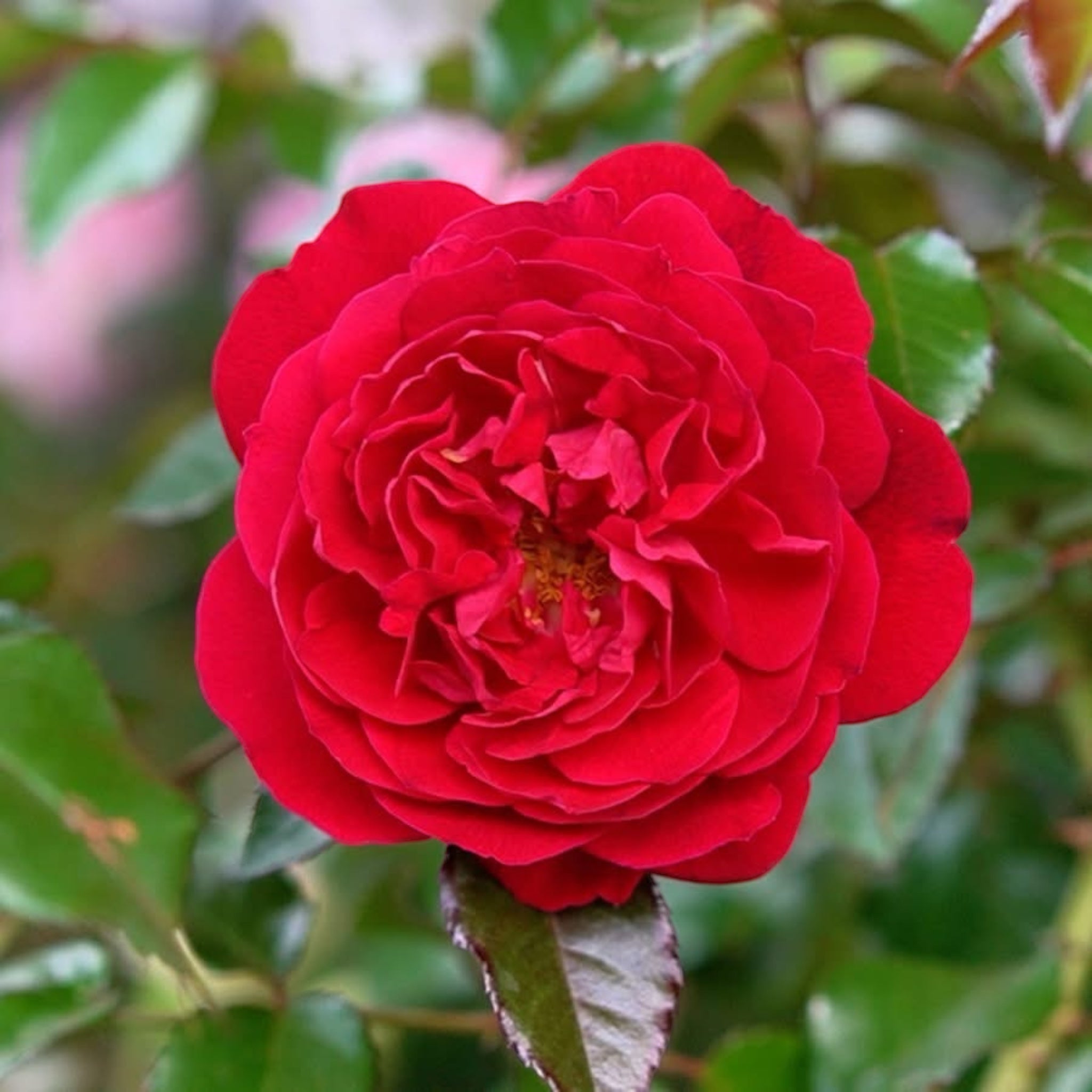 Fire Of Prometheus – SG Rose Corner
