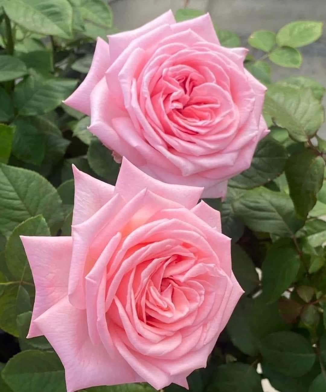 Pink O’hara – SG Rose Corner