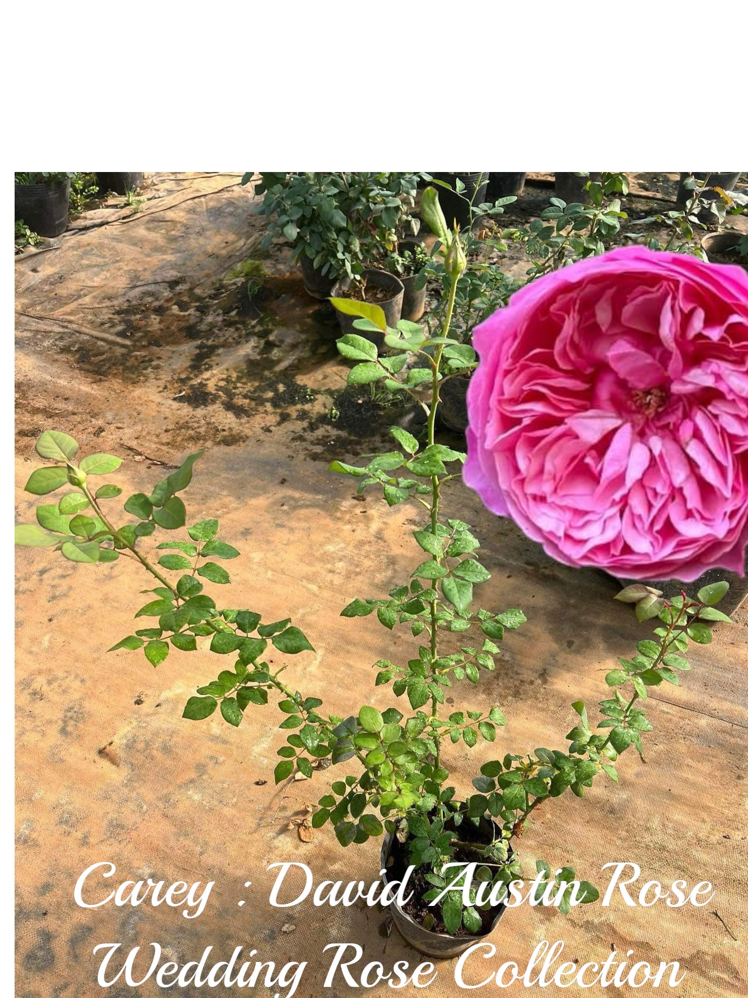 Carey Rose: Stunning Shrub with Elegant Appearance and Fruity Aroma ...