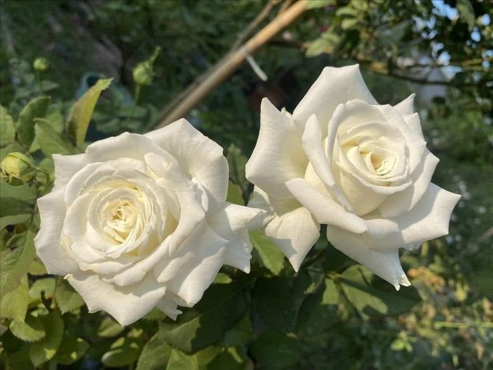 Best Roses For Beginner – SG Rose Corner