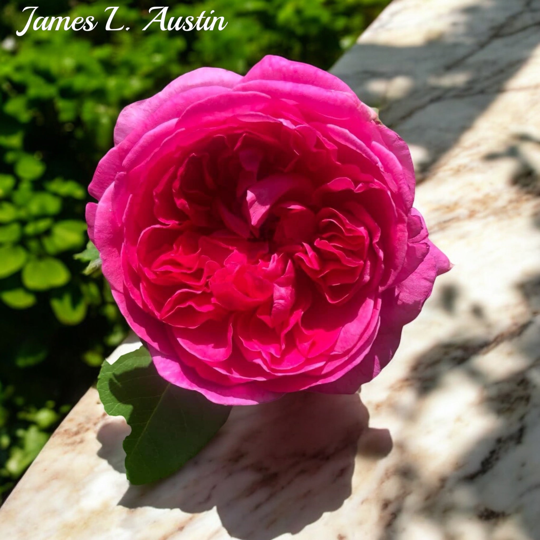 James L. Austin – SG Rose Corner