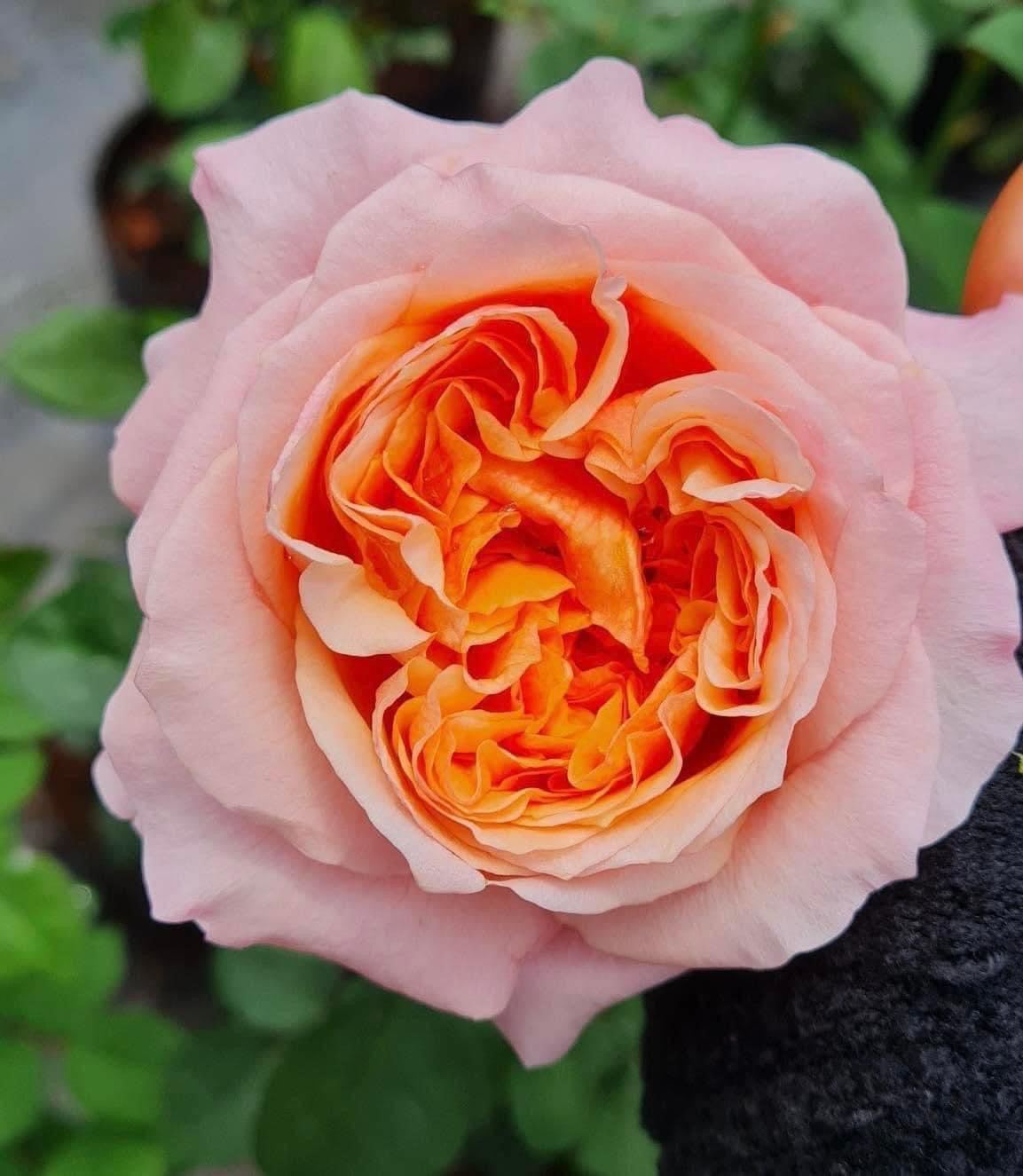 Victorian Secret – SG Rose Corner