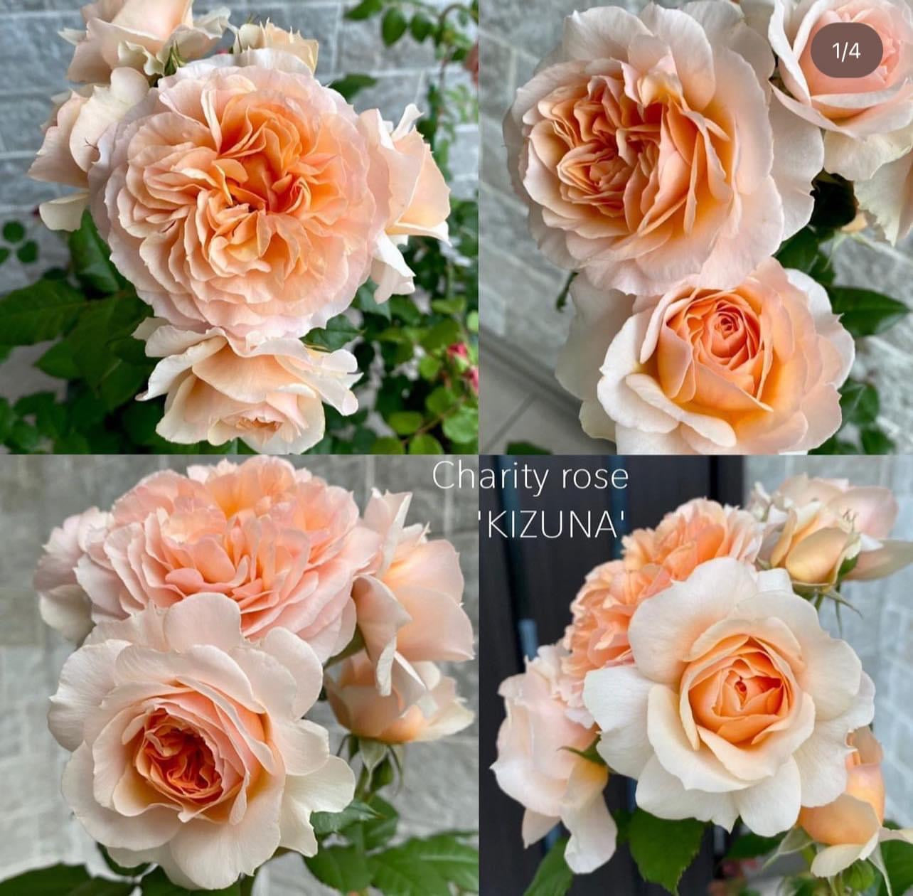 Kizuna – SG Rose Corner