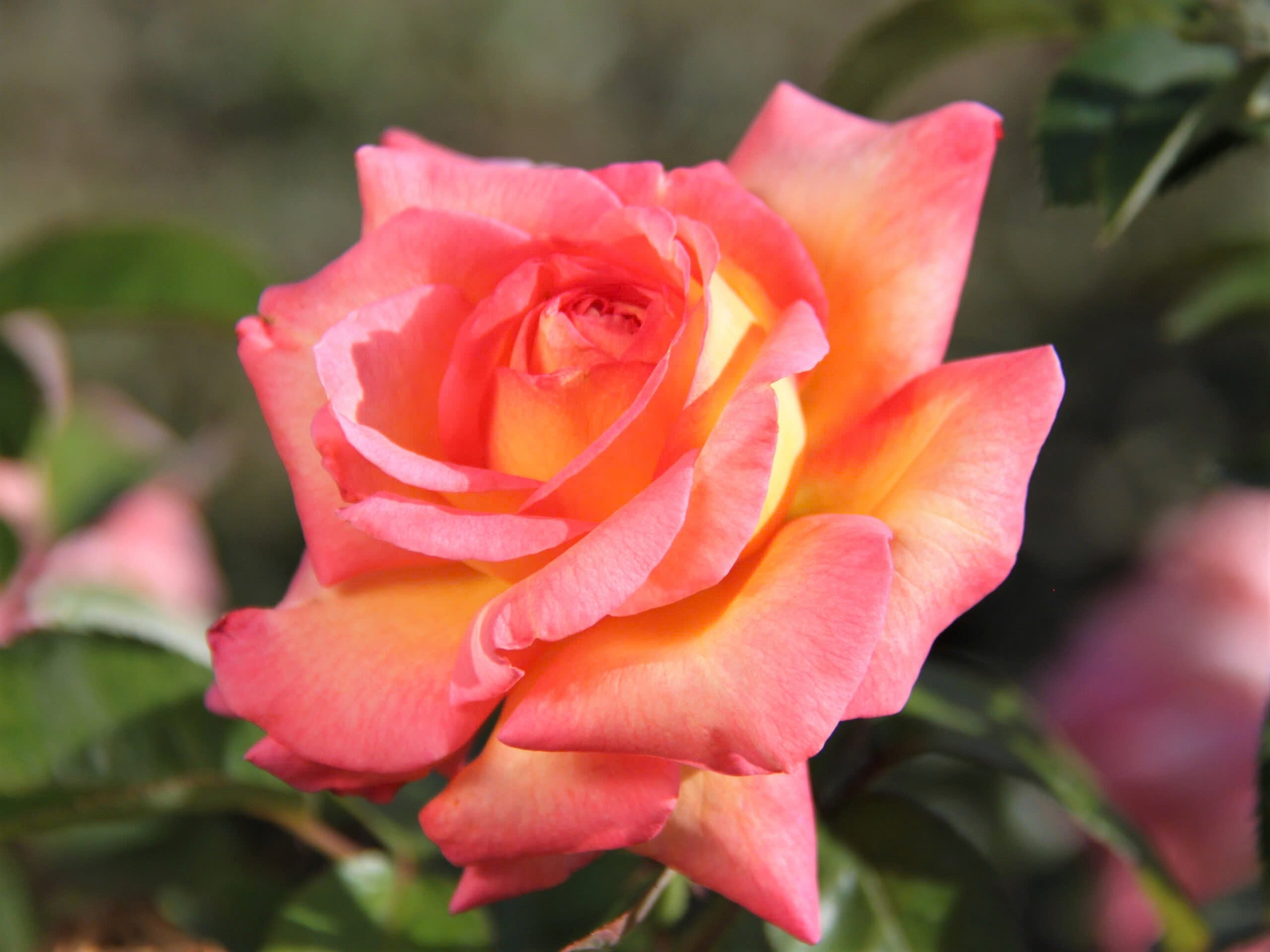 Easy Roses To Grow In Singapore Collection 2 – SG Rose Corner