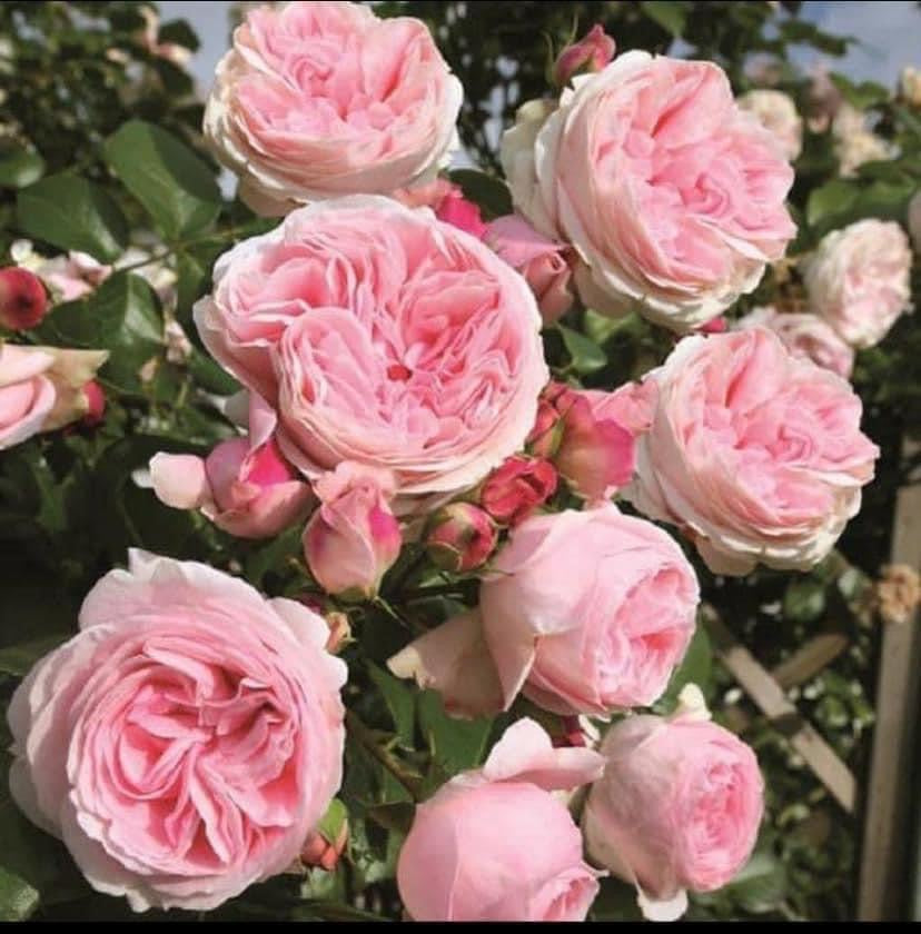 Nahema – SG Rose Corner