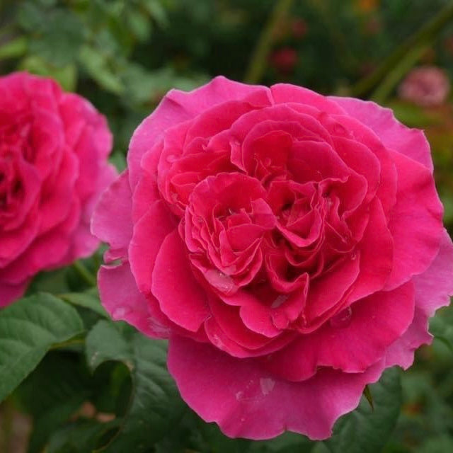 Rose plants for sale in Singapore#N# – SG Rose Corner