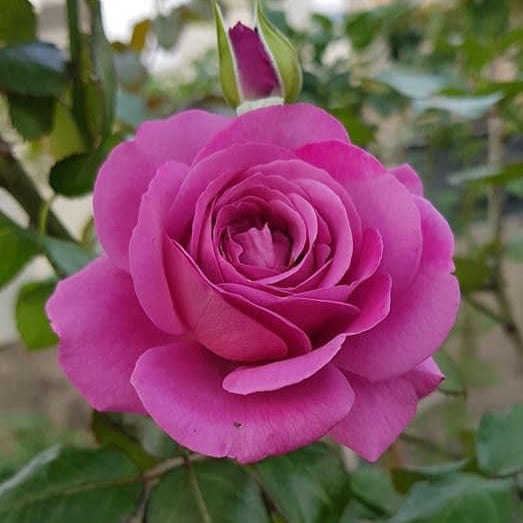 Plum Perfect – SG Rose Corner