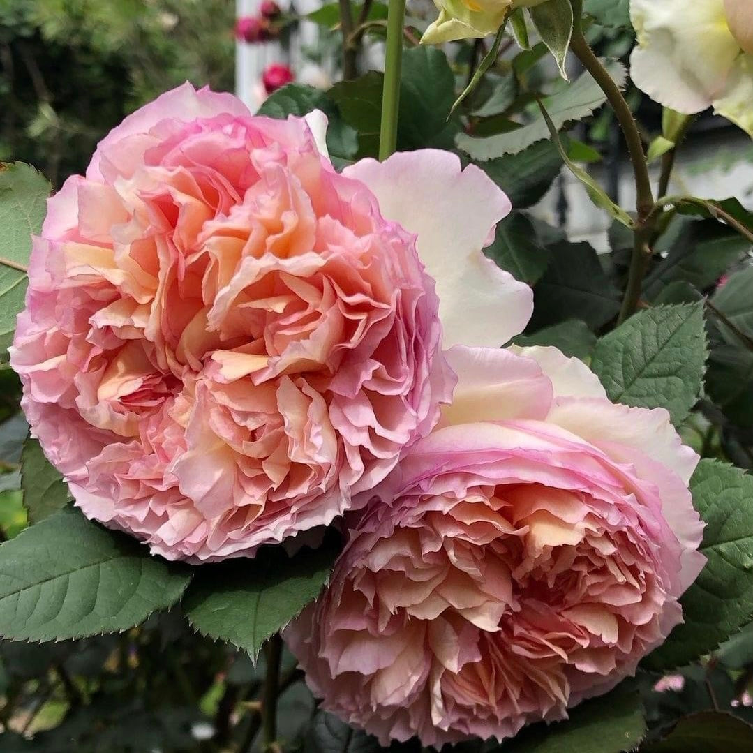 Traumerei – SG Rose Corner