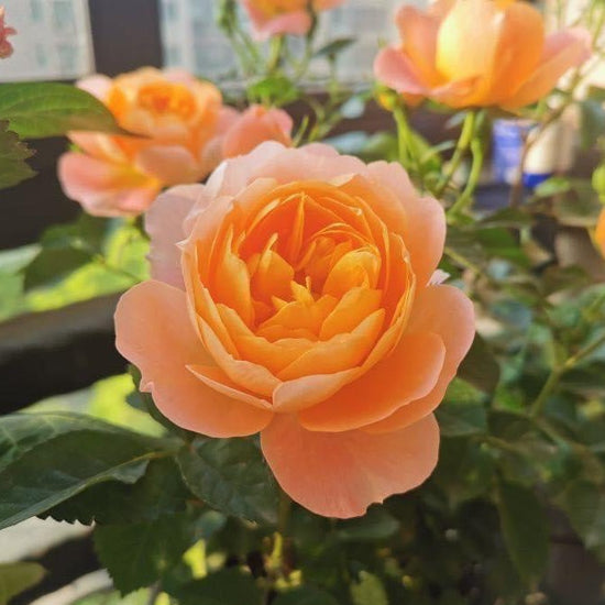 Juicy Terrazza Rose: Vibrant Orange Miniature Rose with Multiple Season ...