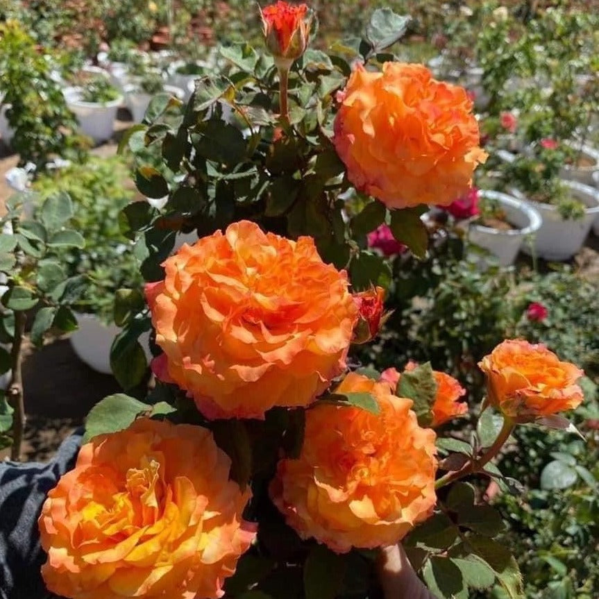 Free Spirit - Florists Rose Plant – SG Rose Corner