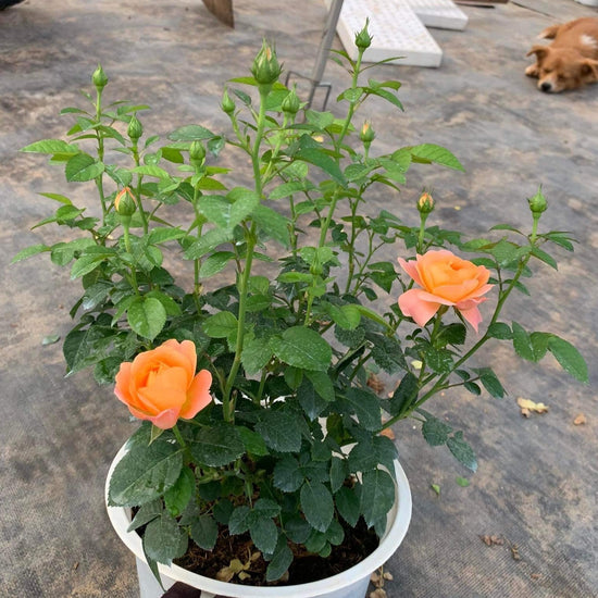 Juicy Terrazza Rose: Vibrant Orange Miniature Rose with Multiple Season ...