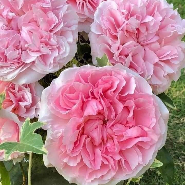 Miranda Rose - Exquisite Pink Blend Shrub Rose with Deep Pink Blooms ...