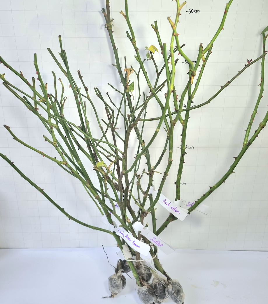 Air-layering Rooted Rose – SG Rose Corner