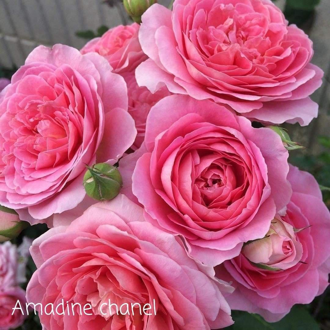 Best Roses For Gardener- Best selling rose plants collection in Singap ...