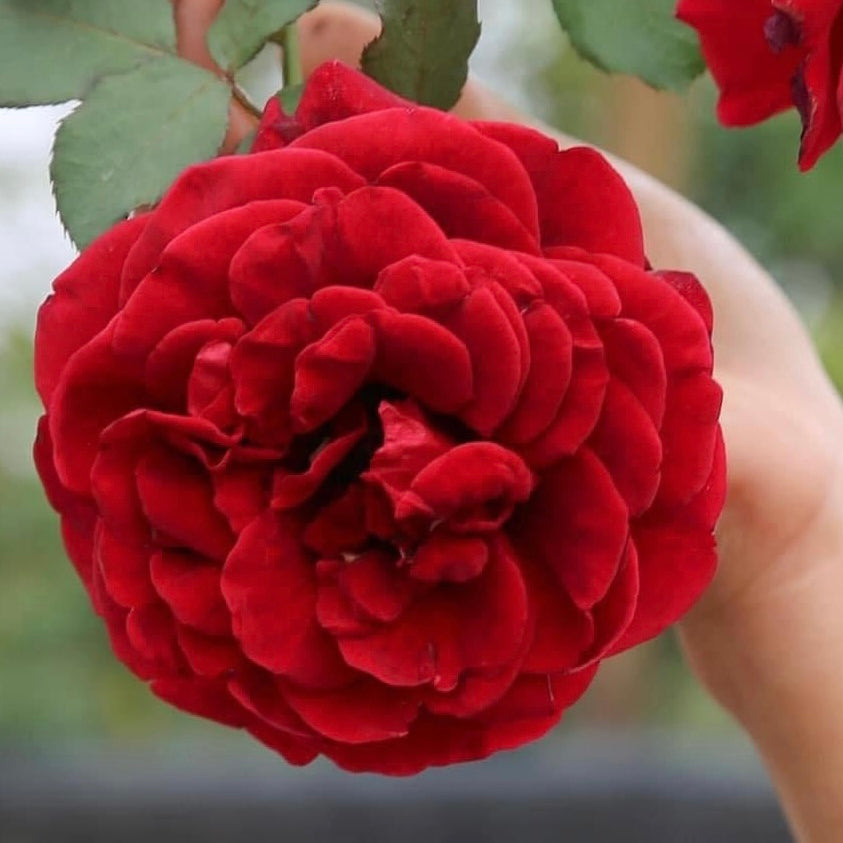 Don Juan- Own Root Rose Plant – SG Rose Corner
