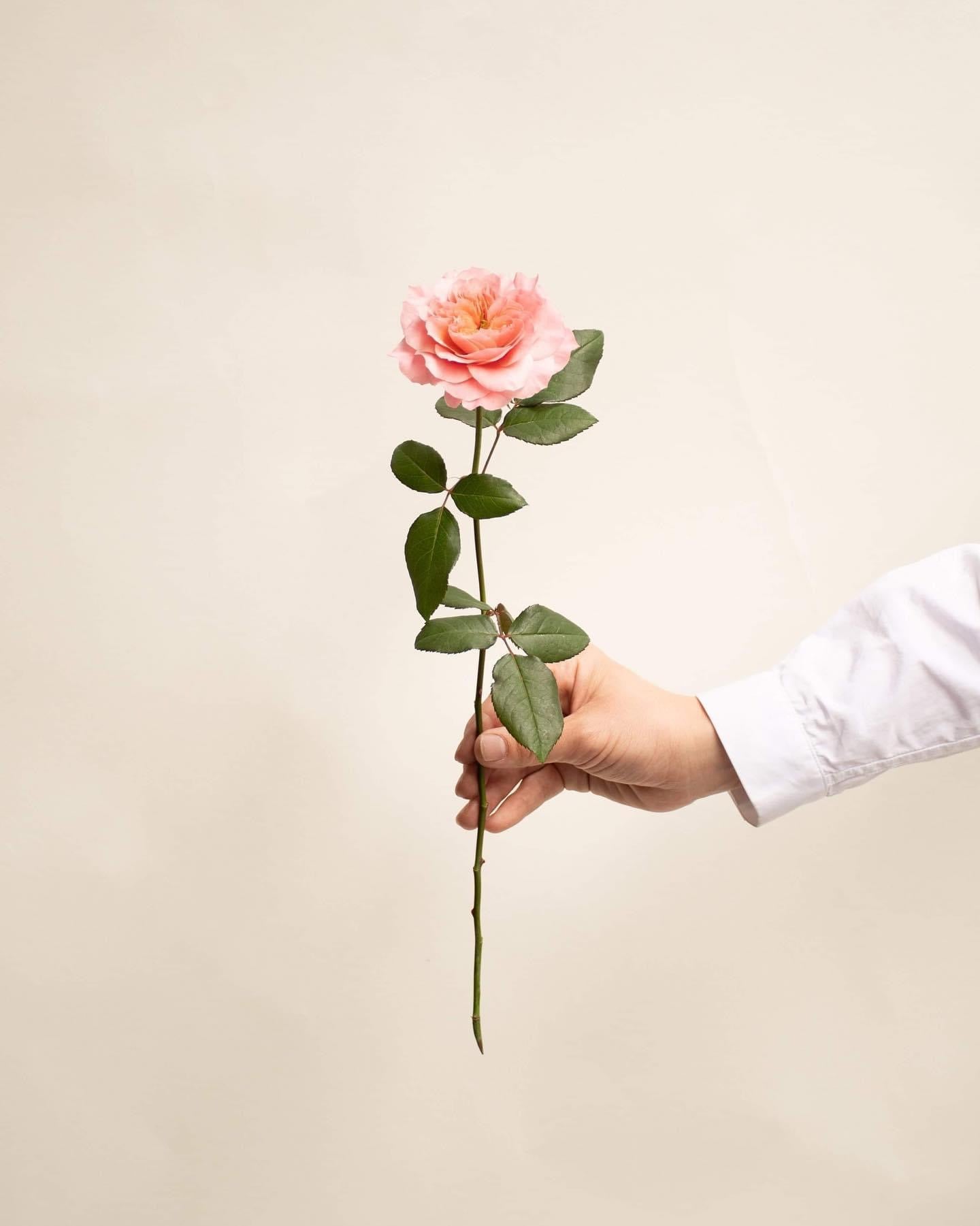 Mikoto – SG Rose Corner